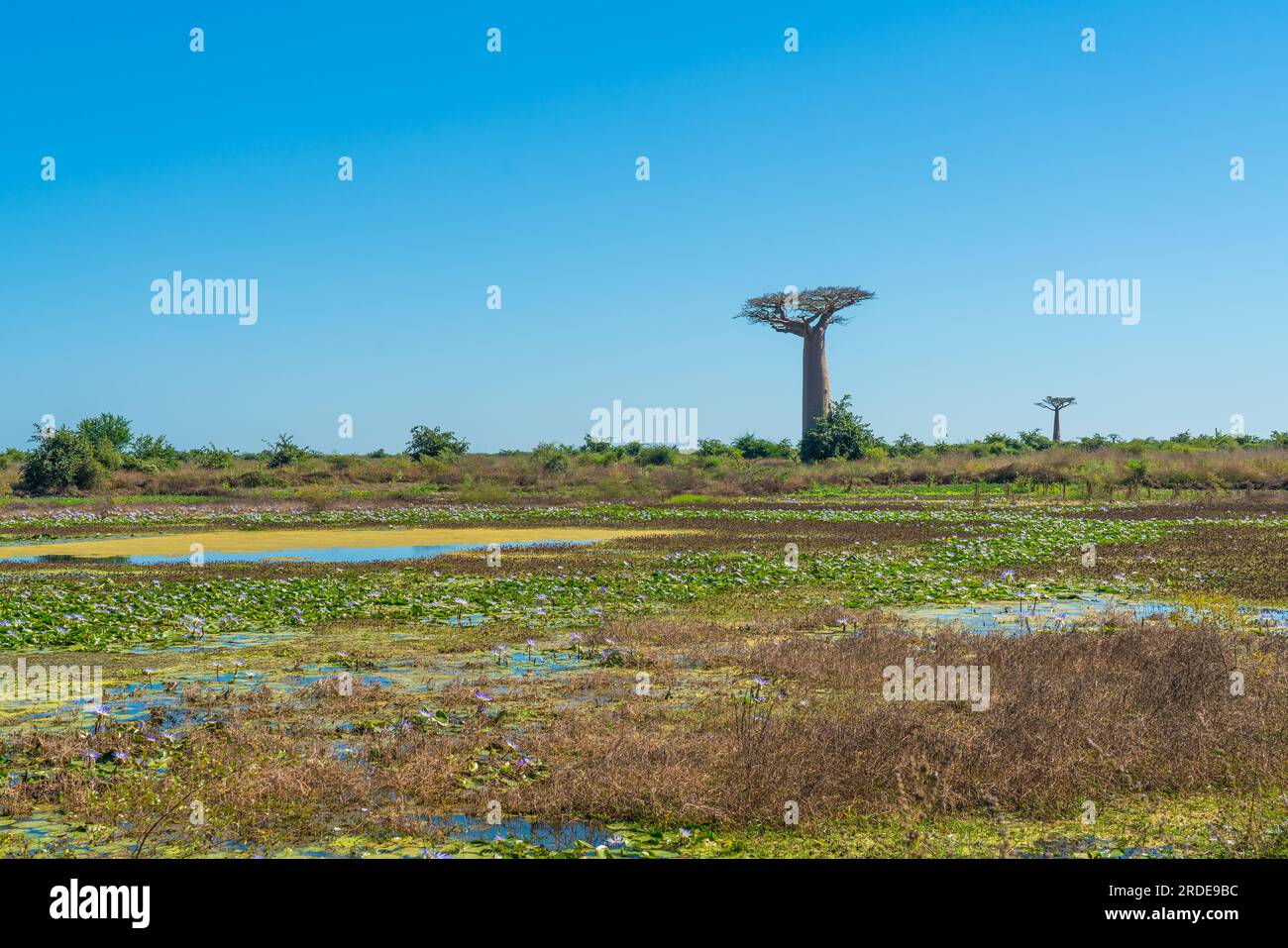 Beautiful Alley of baobabs. legendary Avenue of Baobab trees in ...