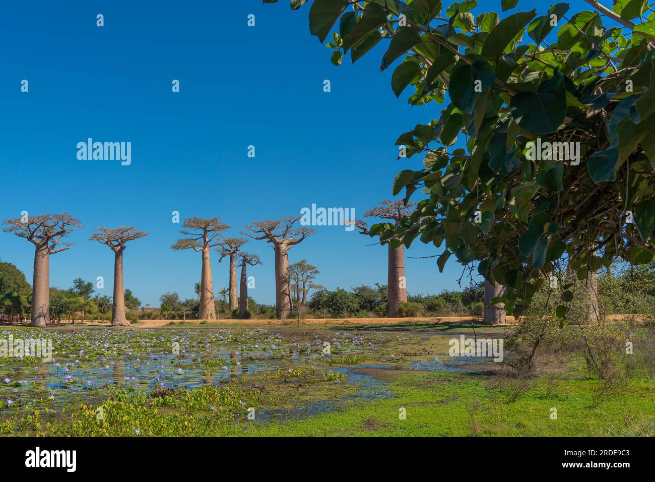 Beautiful Alley of baobabs. legendary Avenue of Baobab trees in ...