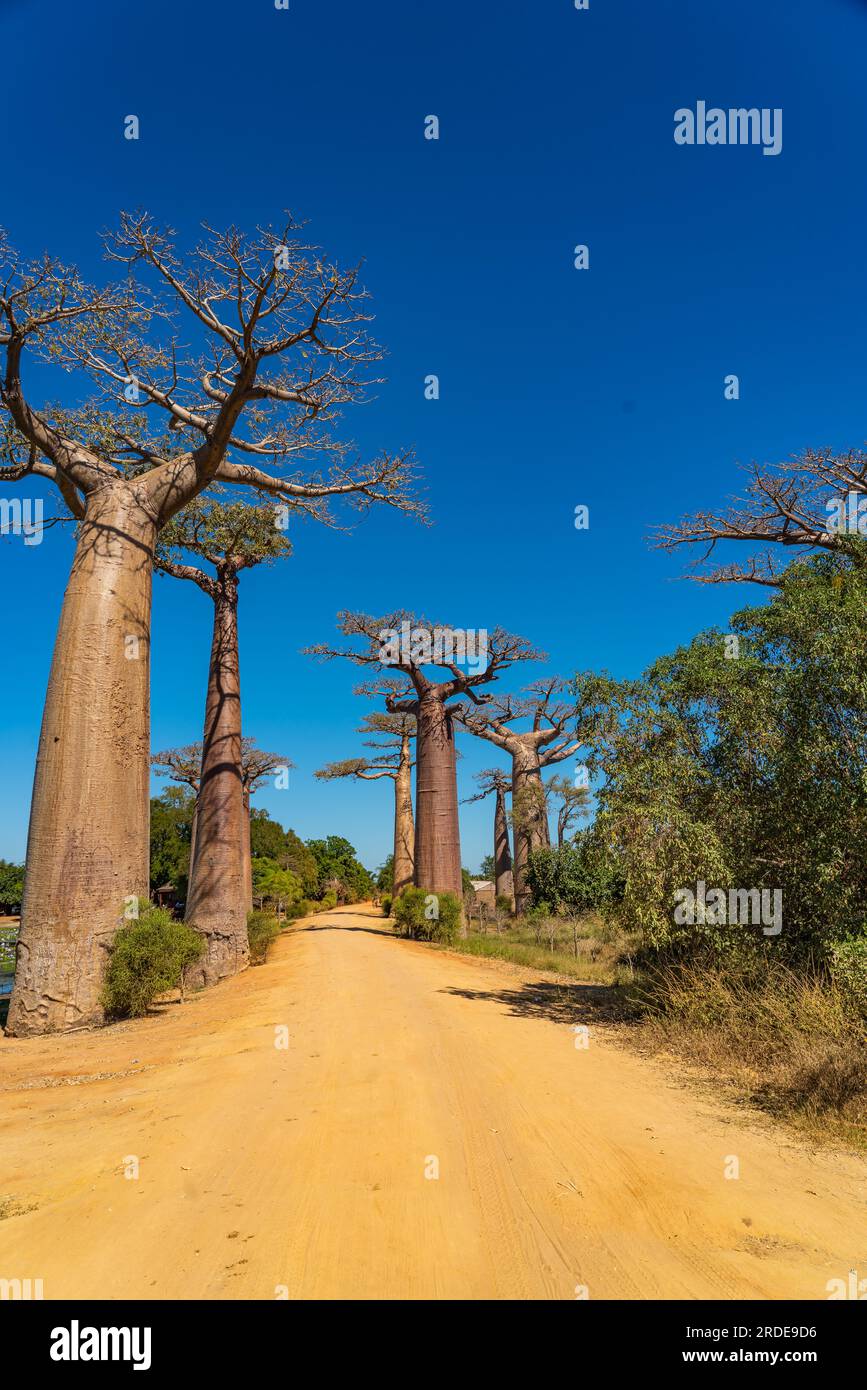 Beautiful Alley of baobabs, avenue without people, Baobab trees in ...