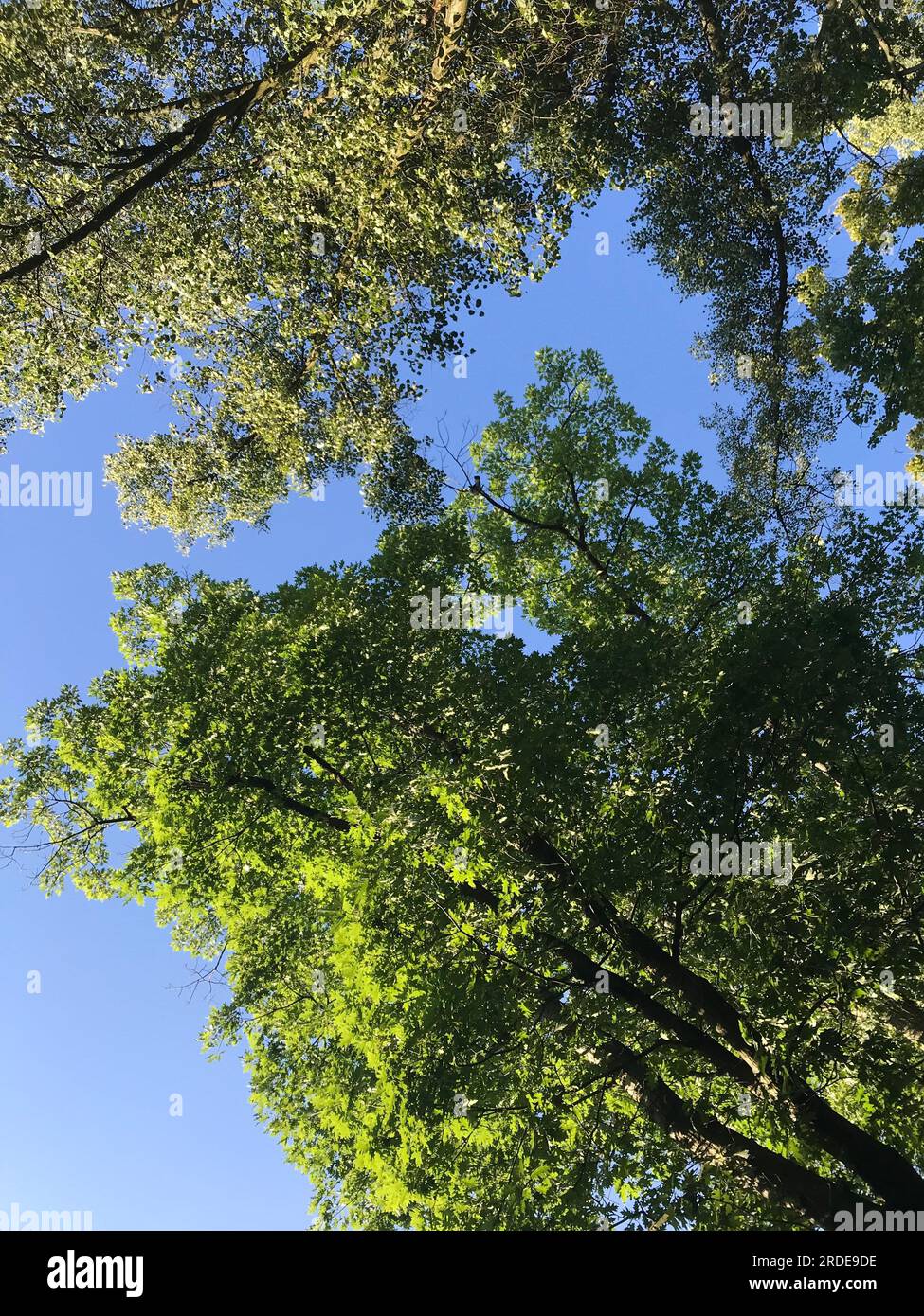 Green tree leaves against blue sky background Stock Photo - Alamy