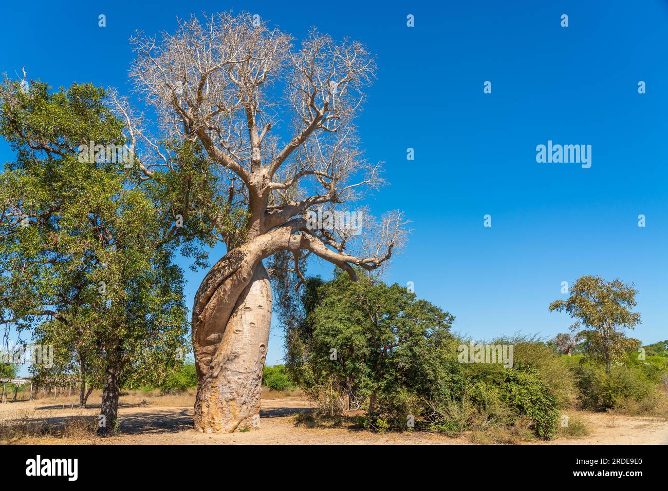 Baobabs of love near the Baobab trees alley in Morondava. blue sky ...