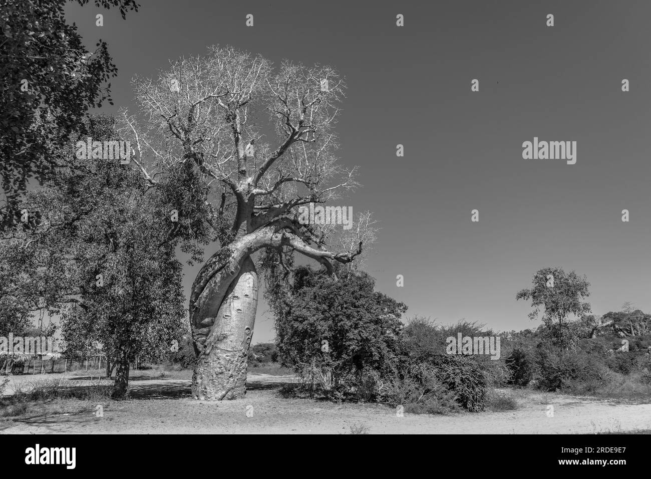 Baobabs of love near the Baobab trees alley in Morondava. black white ...