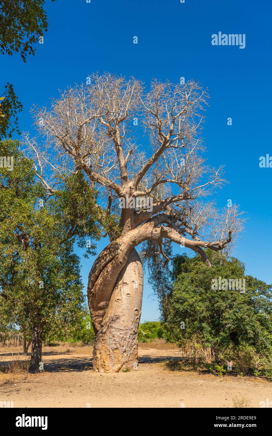 Baobabs of love near the Baobab trees alley in Morondava. blue sky ...