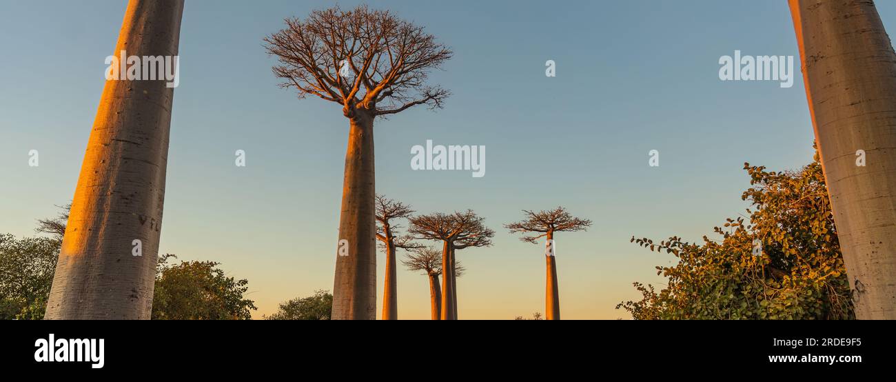 Baobab trees growing in hi-res stock photography and images - Alamy
