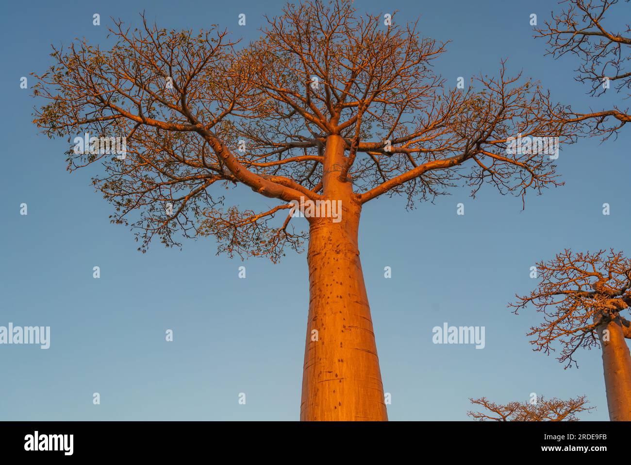 Single baobab at the legendary avenue of Baobab trees in Morondava ...