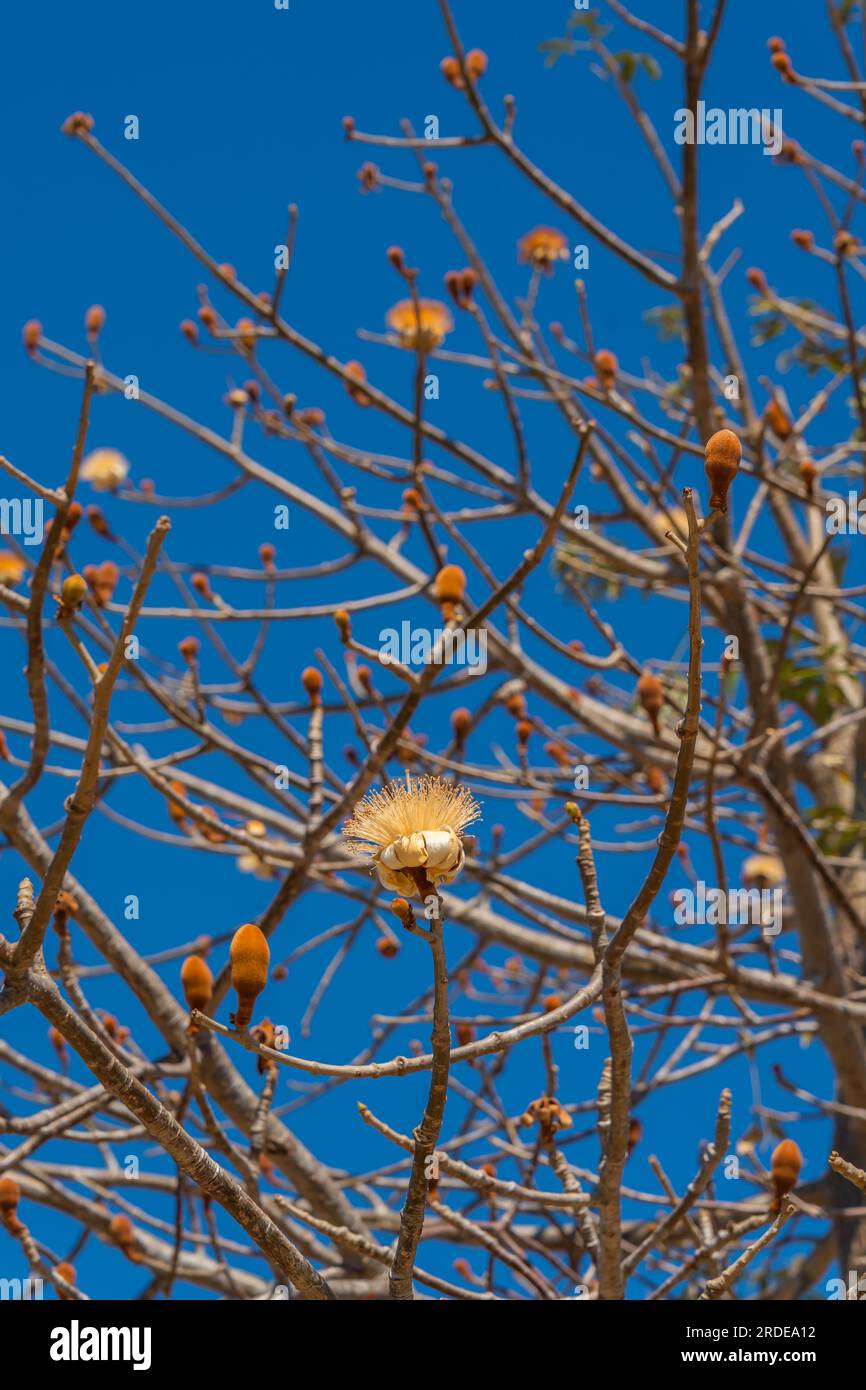 Blooming Baobab flowers on the branch, background blue sky. vertical ...