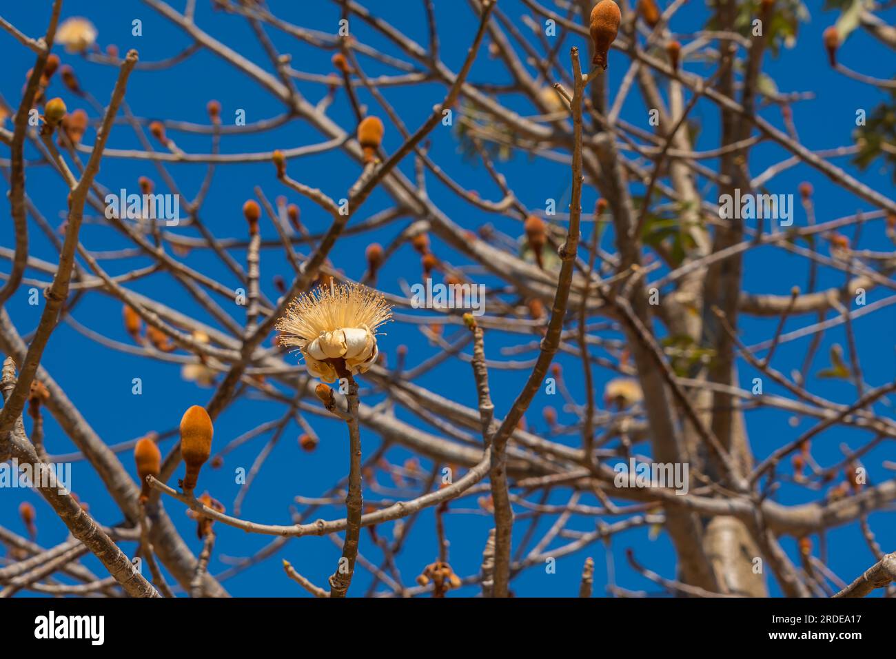 Baobab tree flowers hi-res stock photography and images - Alamy