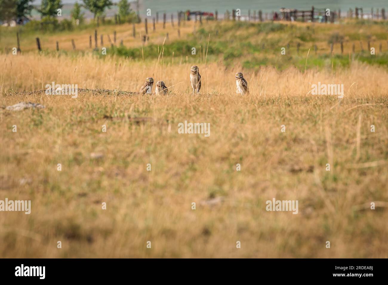 A family of four burrowing owls standing watch on the Canadian prairie ...