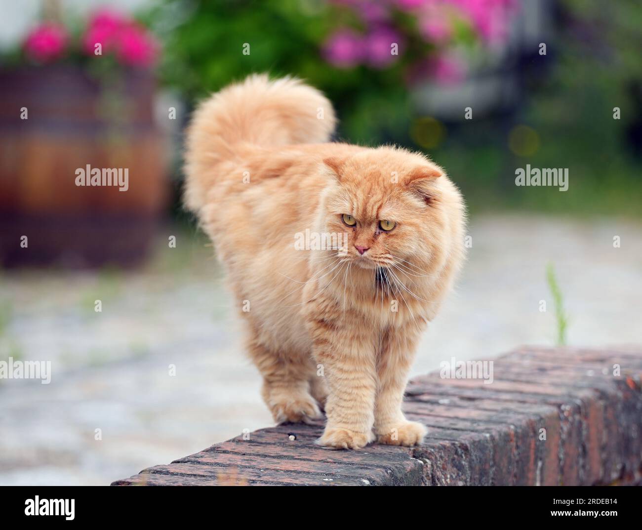Panketal, Germany. 19th July, 2023. A fat tomcat stands on a wall in ...