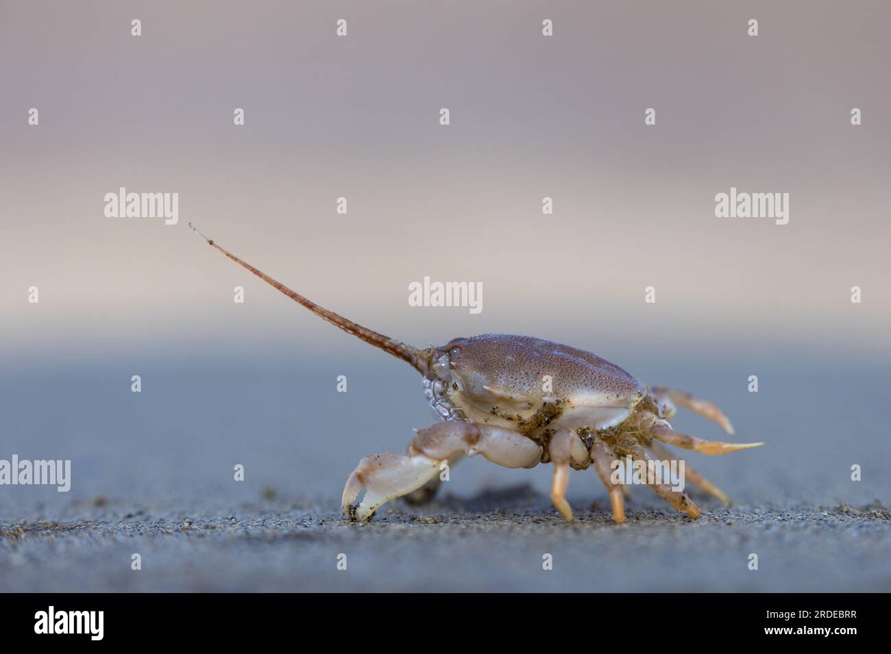 Wet crab hi-res stock photography and images - Alamy