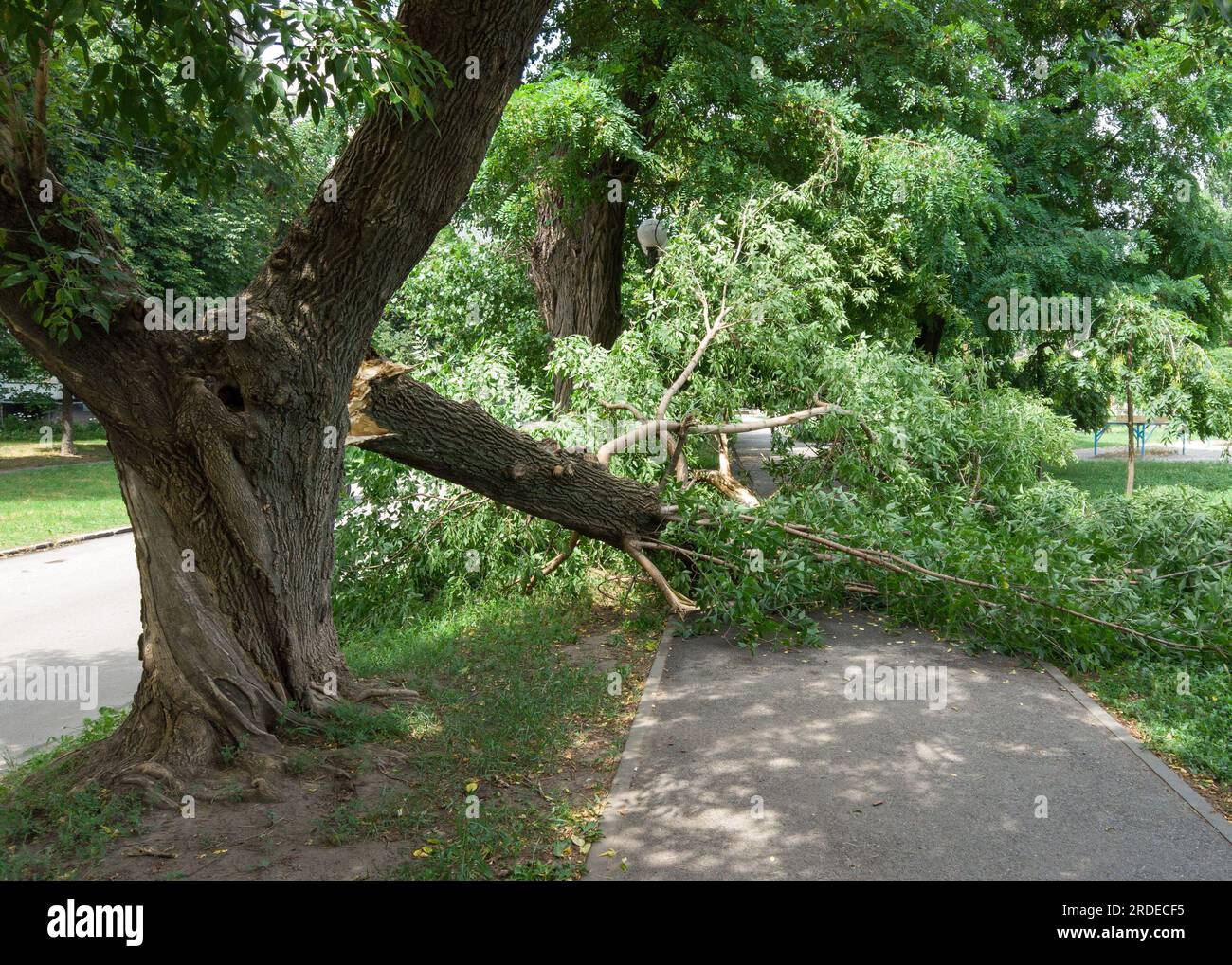 Broken tree trunk after thunderstorm hurricane in the park. Wind broke ...
