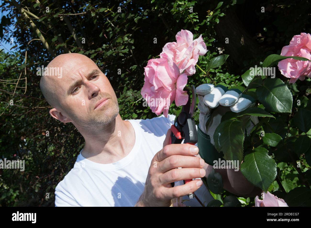Senior men with roses hi-res stock photography and images - Alamy