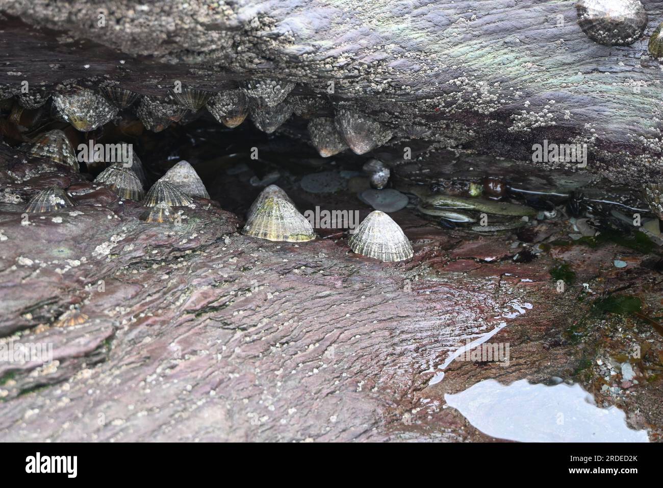 Rock pool cornwall hi-res stock photography and images - Alamy
