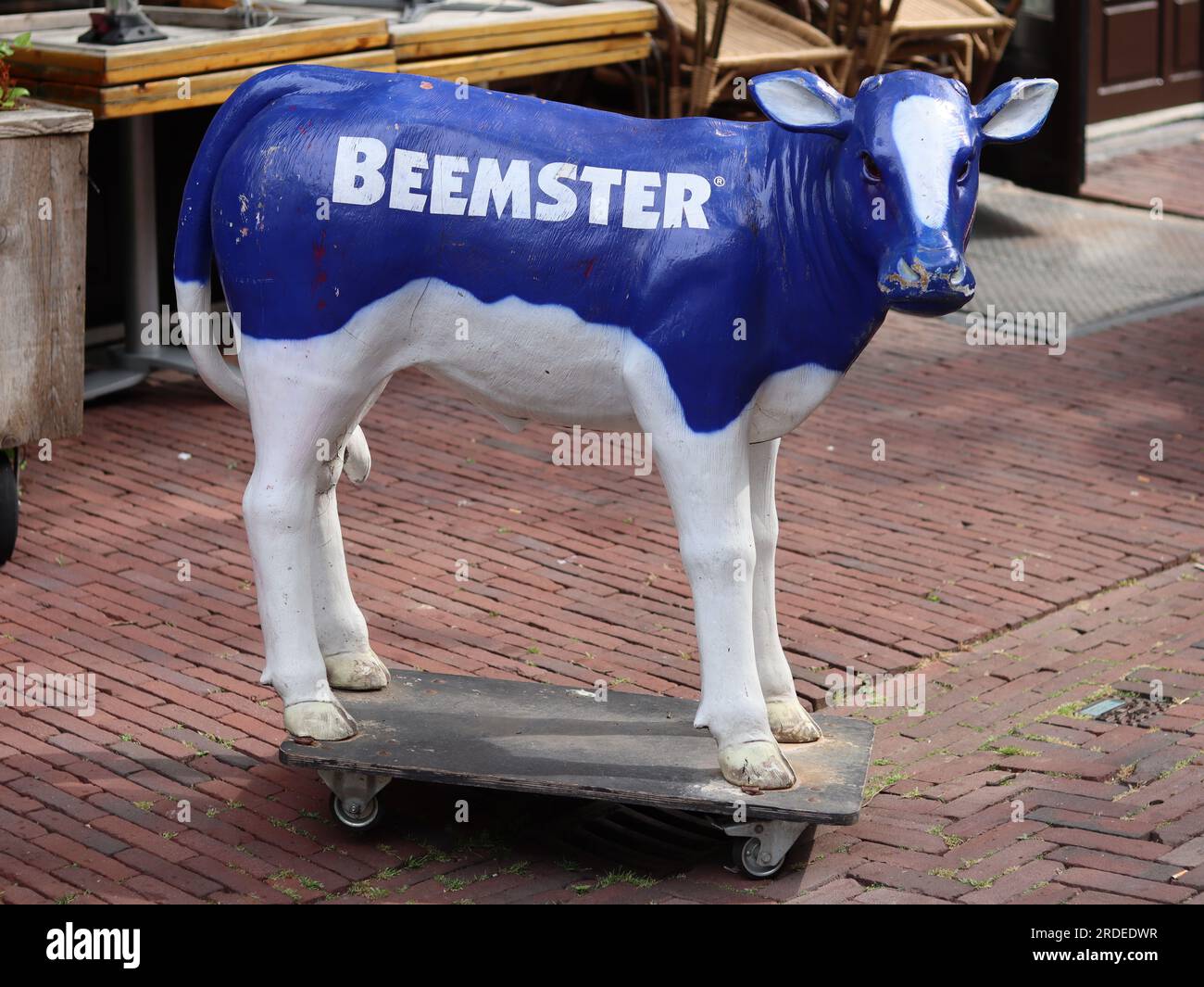 Beemster cow hi-res stock photography and images - Alamy