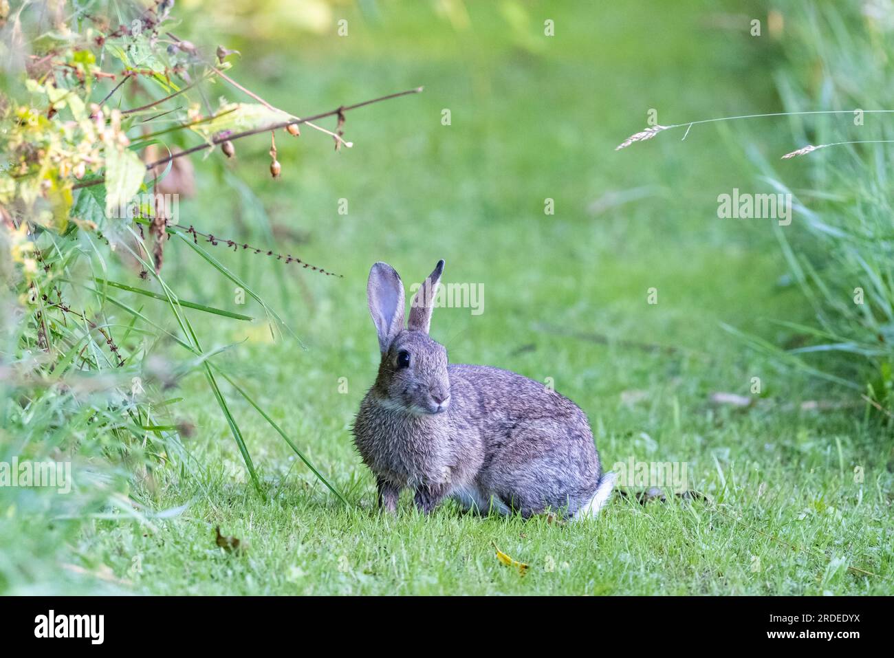 European Rabbit [ Oryctolagus cuniculus ] on grassy path Stock Photo ...