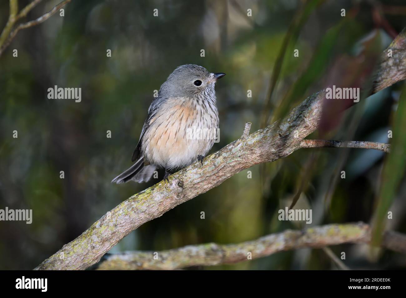 Australian bird in the bush photo hi-res stock photography and images ...