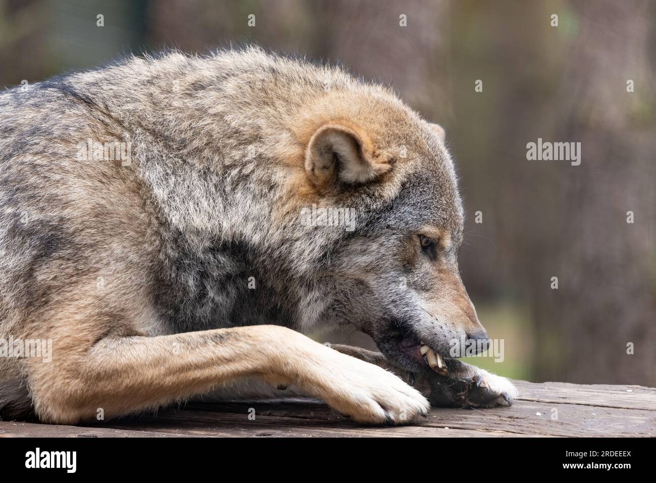 European Grey Wolf [ Canis lupus ] in Highland wildlife park Stock ...