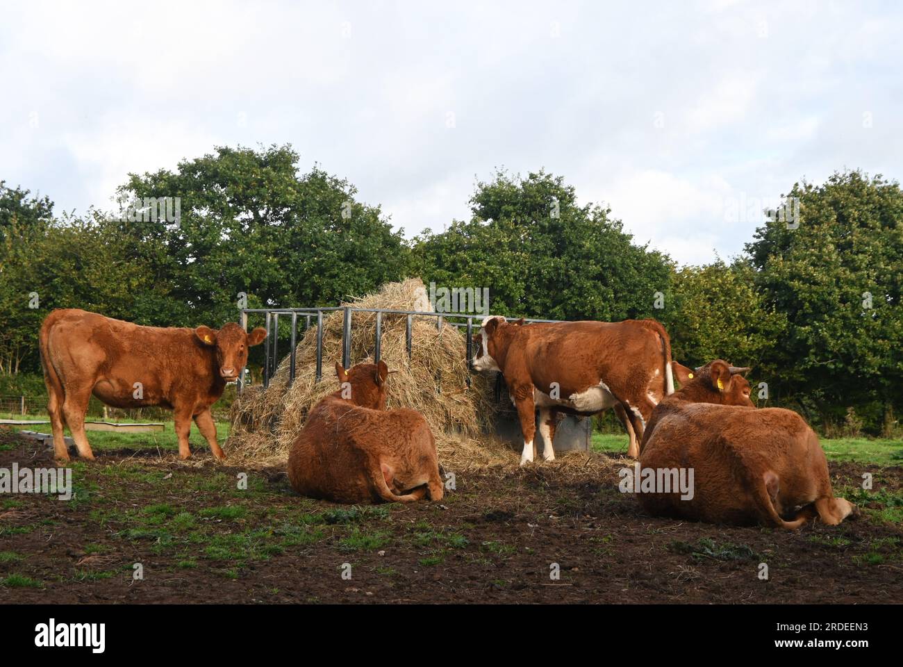 cows feeding, cornwall, uk Stock Photo - Alamy