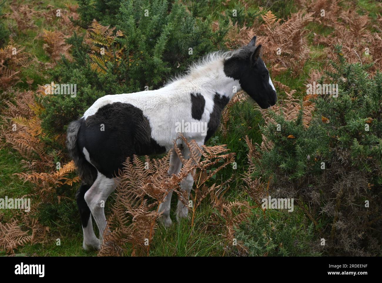 Wildlife pony profile hi-res stock photography and images - Alamy