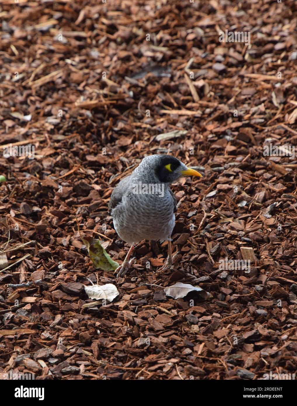 Miner bird hi-res stock photography and images - Alamy