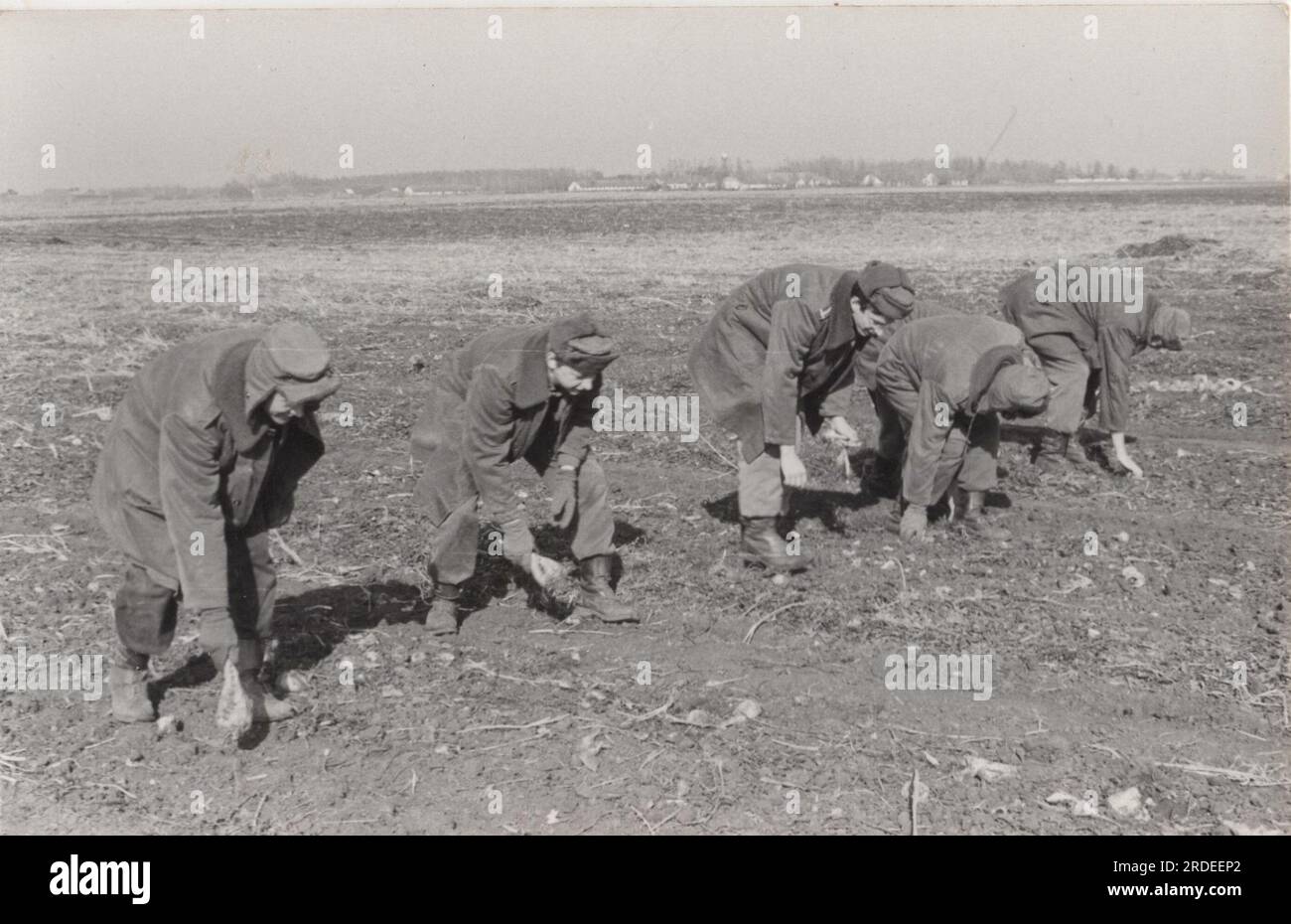 soldiers are harvesting Sugar beet from the field in them uniform at ...