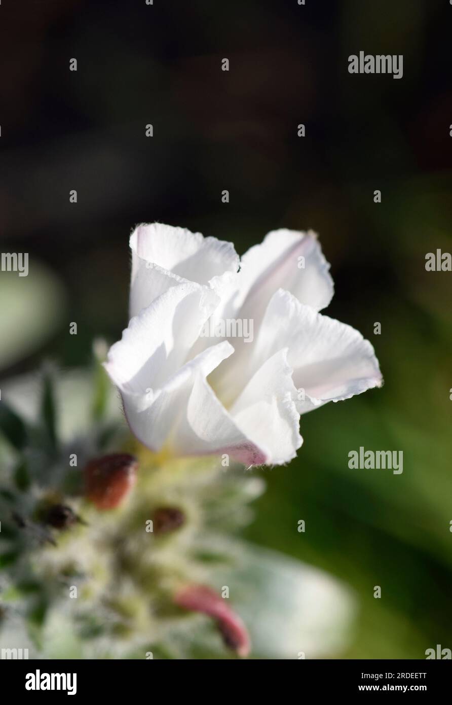 Convulvulus hi-res stock photography and images - Alamy