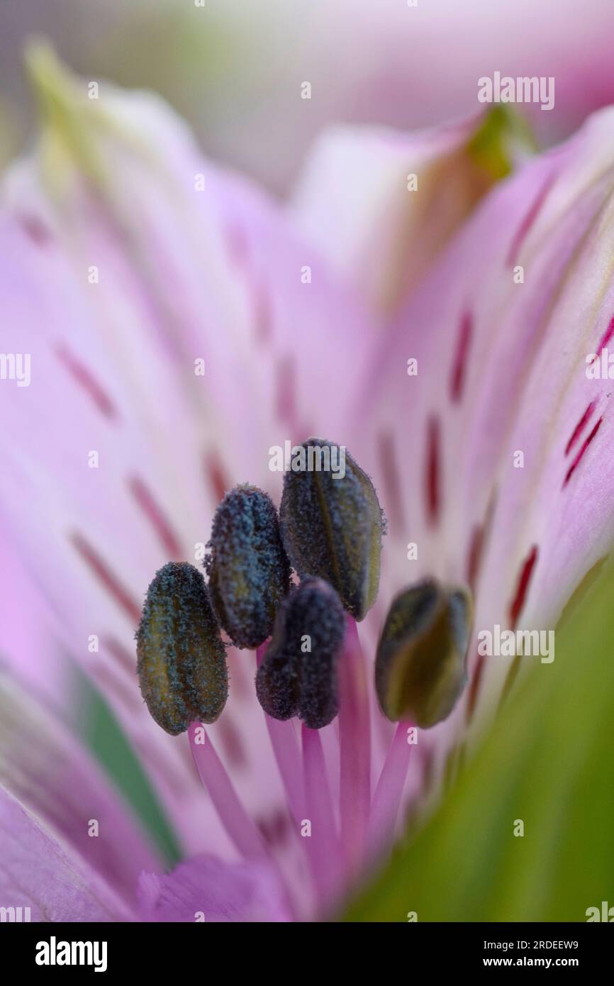 Purple flower alstroemeria close hi-res stock photography and images ...