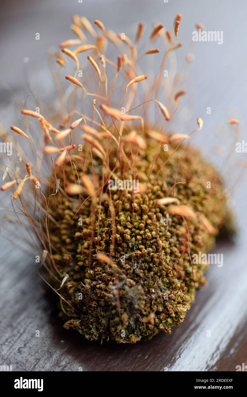 clump of dried moss Stock Photo - Alamy