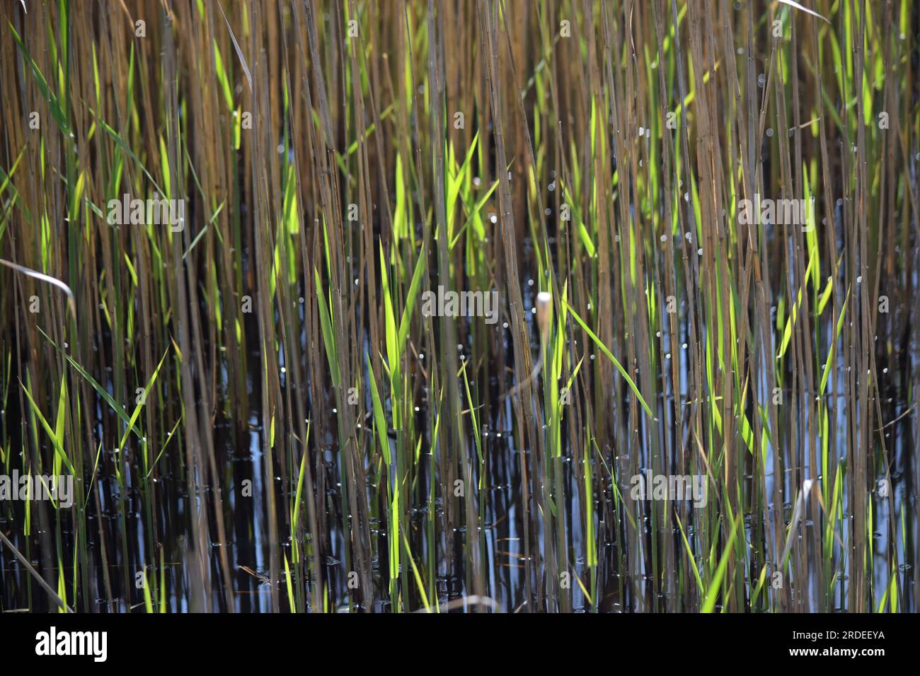 stems of reeds growing in water Stock Photo - Alamy