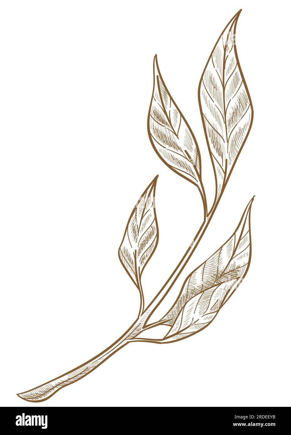 Branch with leaves, twig foliage sketch outline Stock Vector Image ...