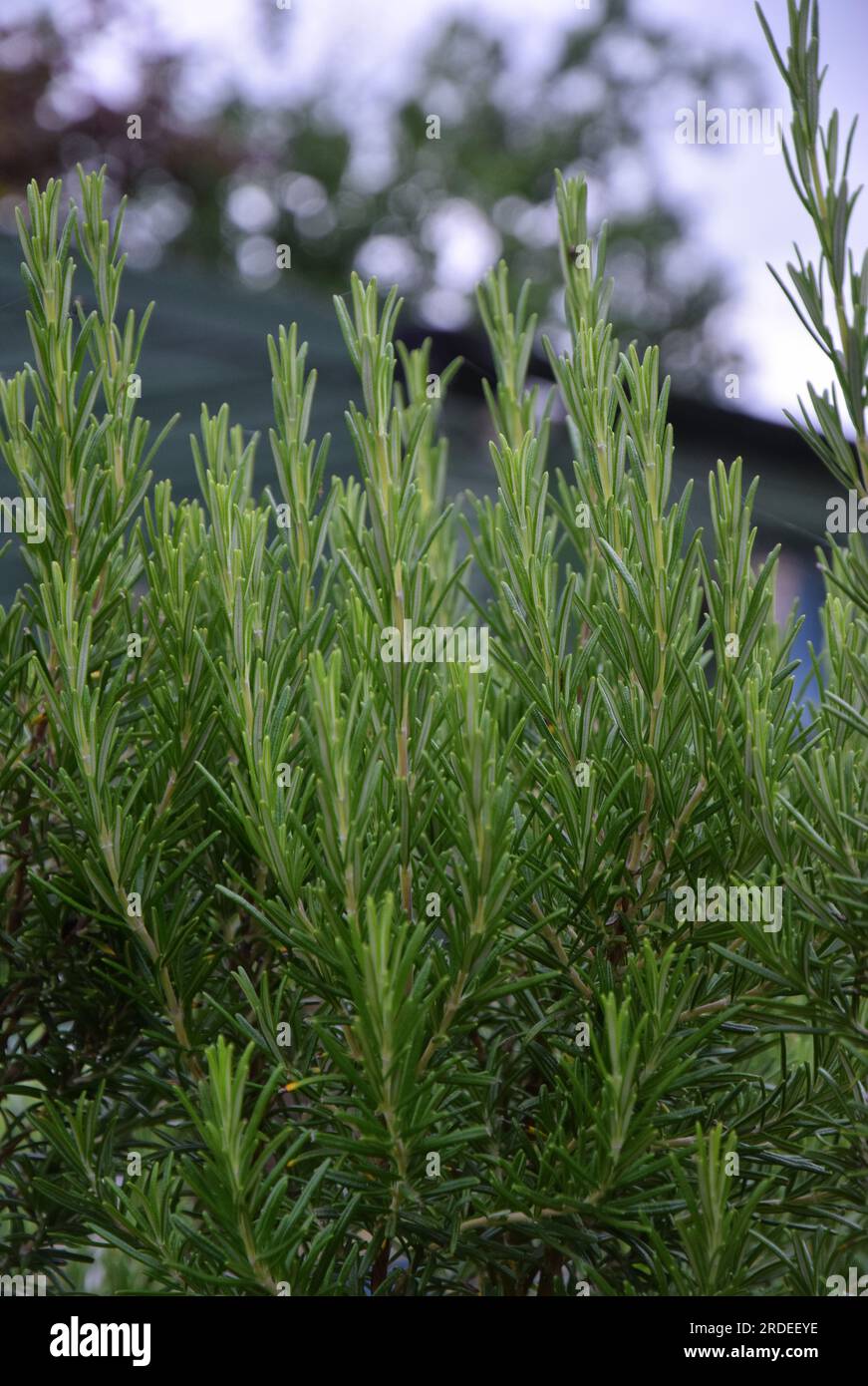 Rosemary herb garden gardens hi-res stock photography and images - Alamy