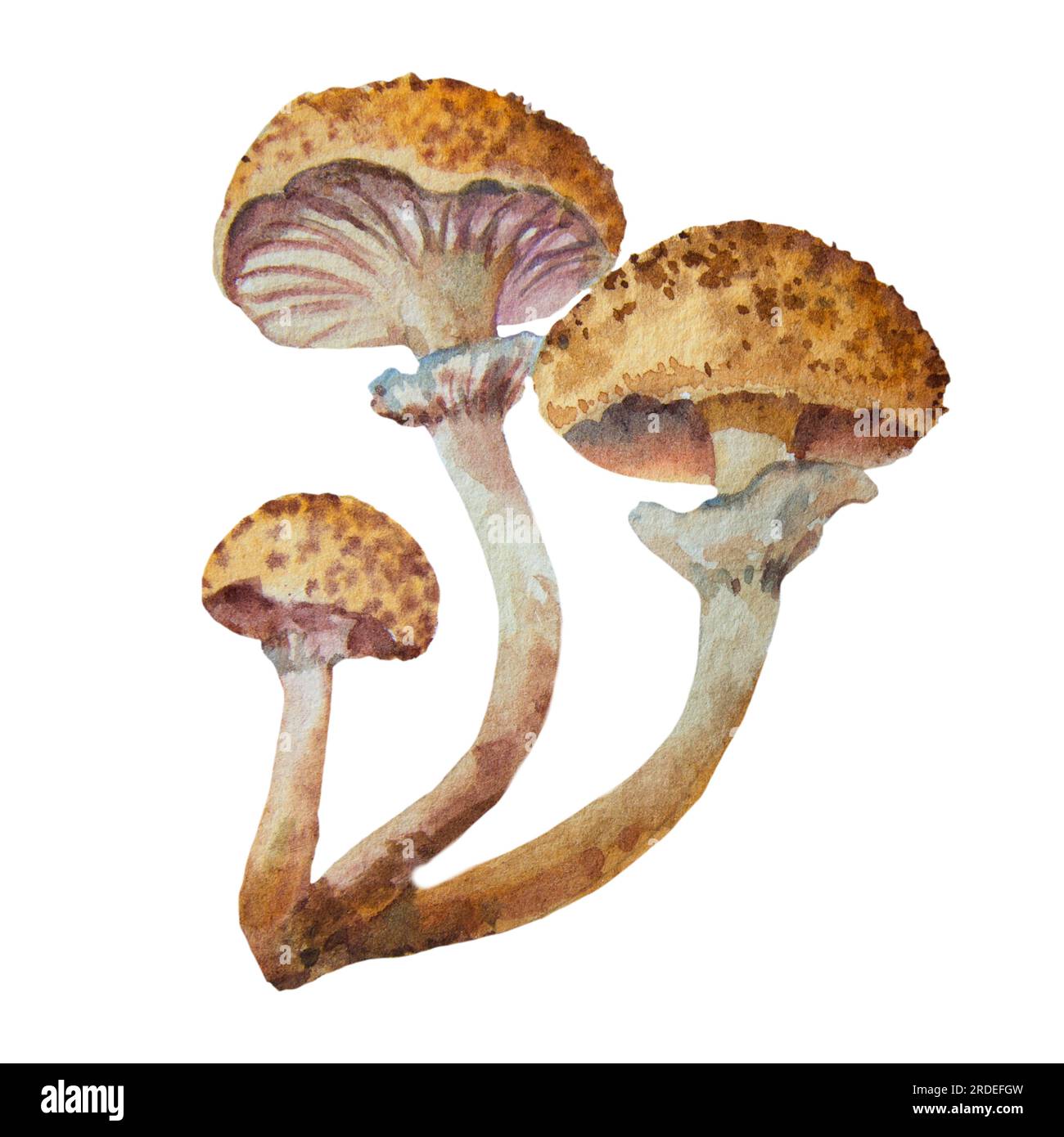 Watercolor honey fungus mushroom, Armillaria mellea. Hand drawn ...