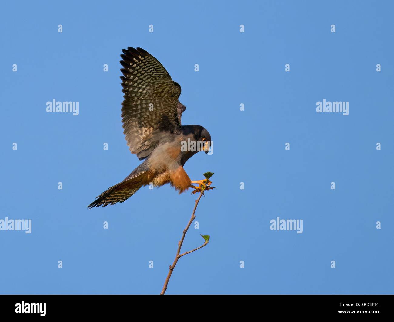 Red-footed falcon (Falco vespertinus) in its natural environment Stock ...