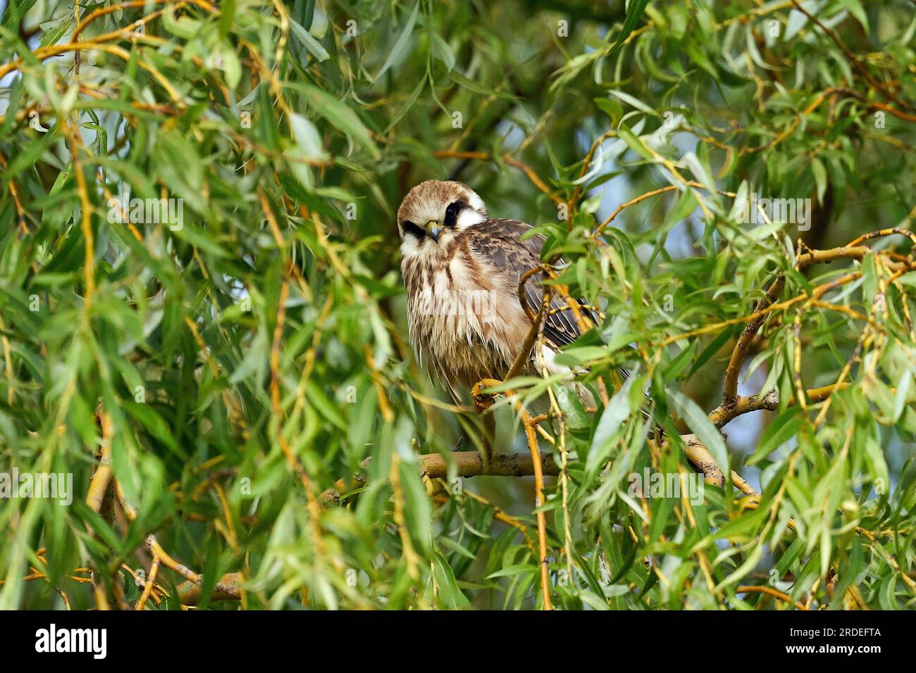 Red-footed falcon in its natural enviroment in Denmark Stock Photo - Alamy