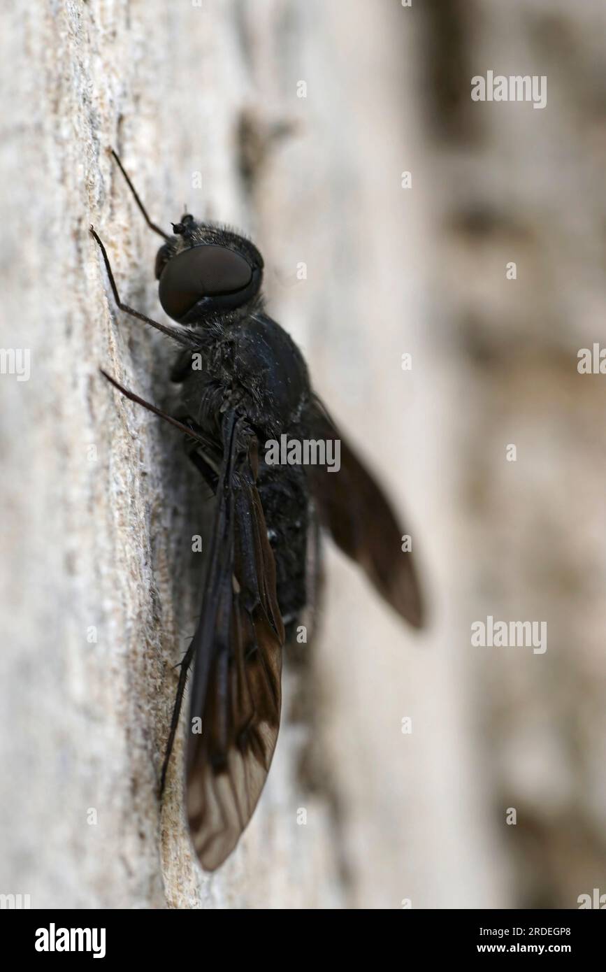 Anthracite bee fly hi-res stock photography and images - Alamy