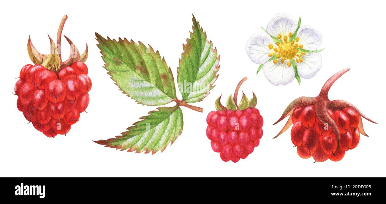 Watercolor set of illustration with sweet raspberries from forest ...