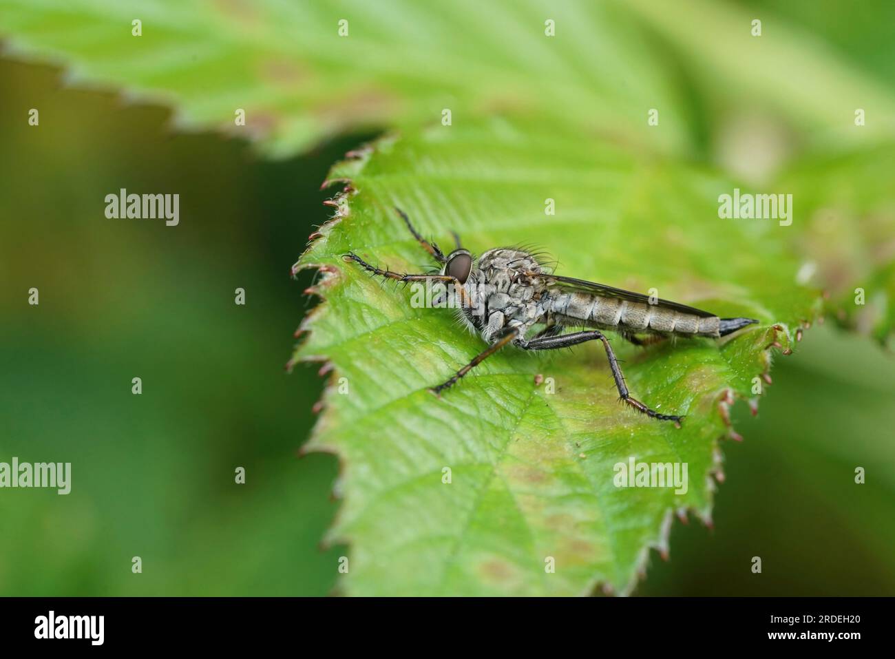 Male kite tailed hi-res stock photography and images - Alamy