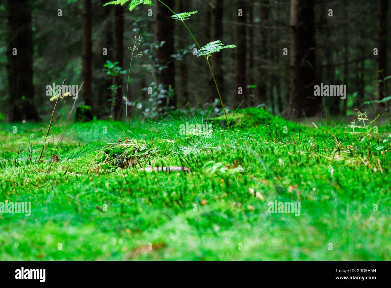 Green field and forest hi-res stock photography and images - Alamy