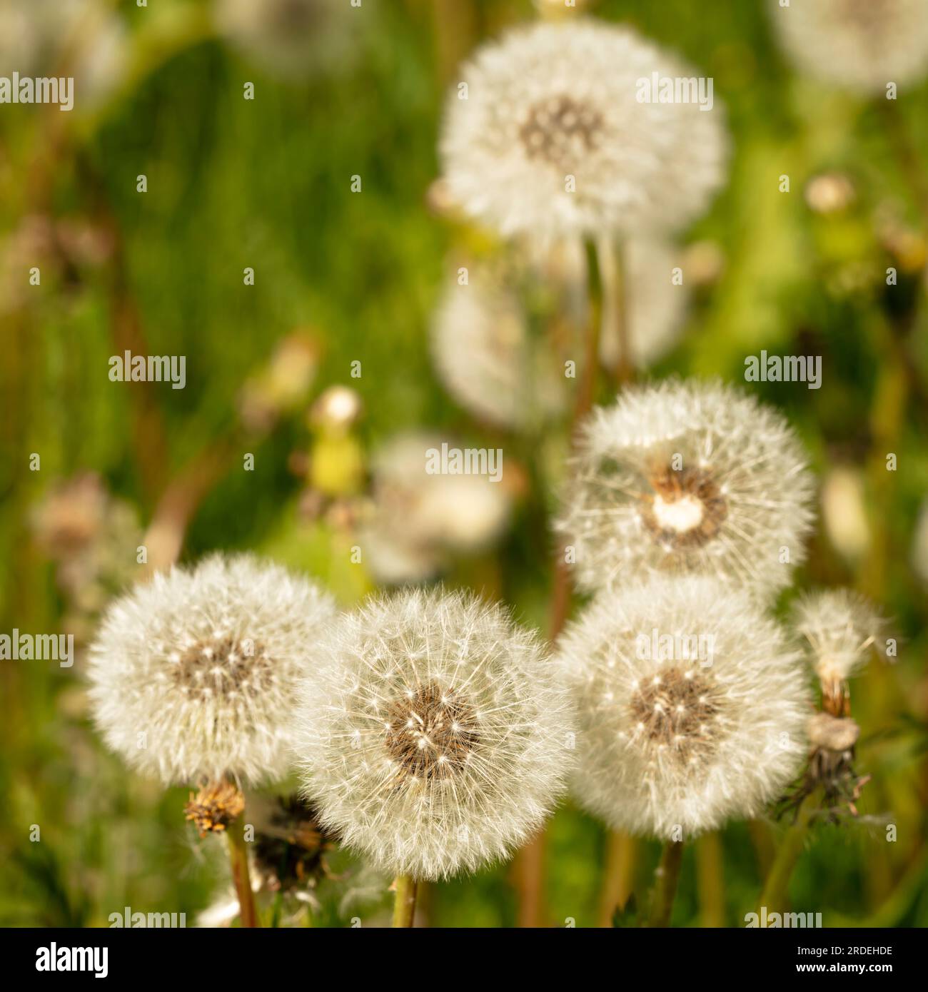 Dandelions in close-up, overblown, faded. White balls in beautiful ...