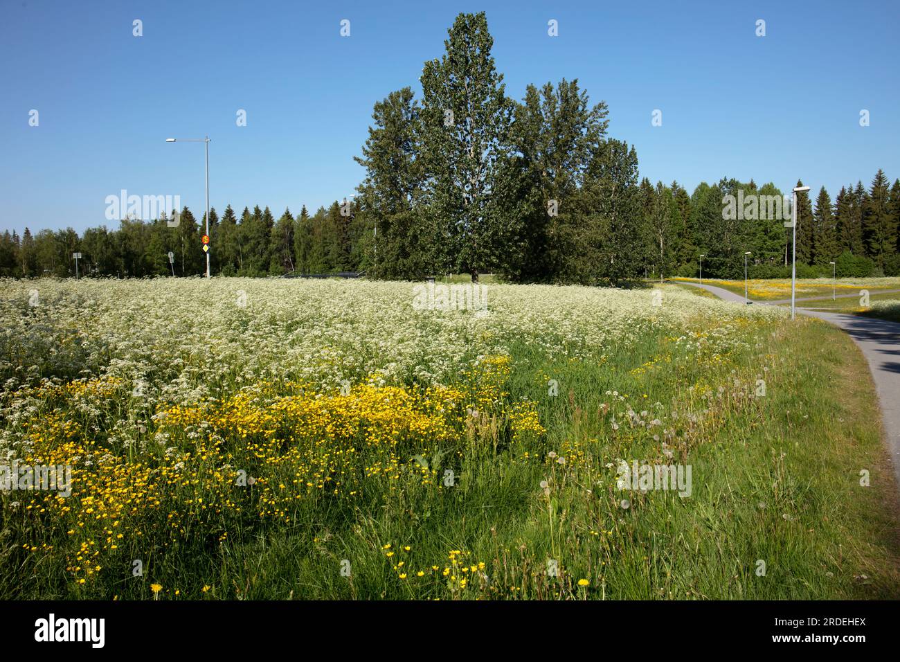 Flowerful meadows close to a pathway and a street. Lampposts and a ...