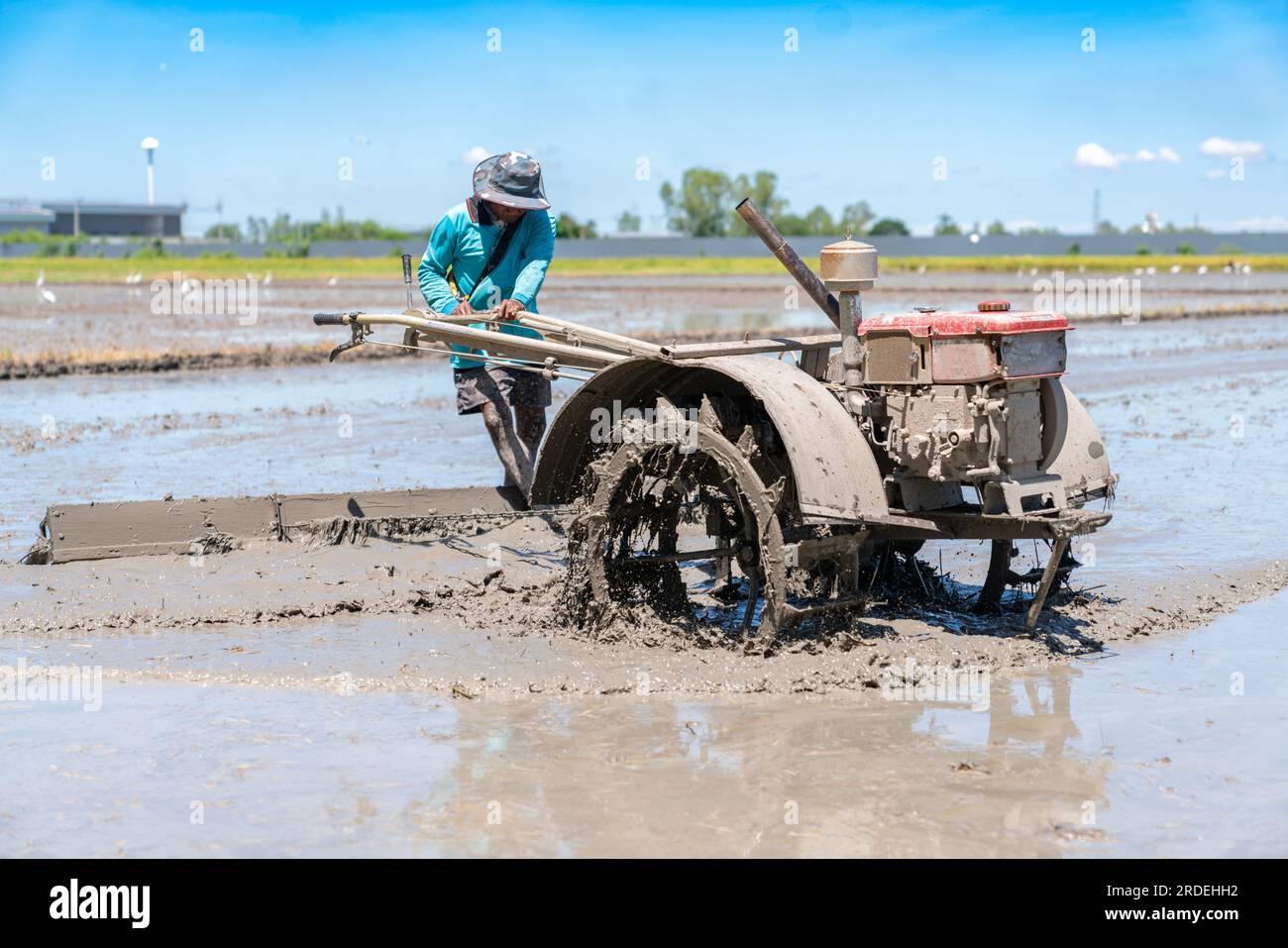Farmer plowing soil in the rice field with tractor for planting rice ...