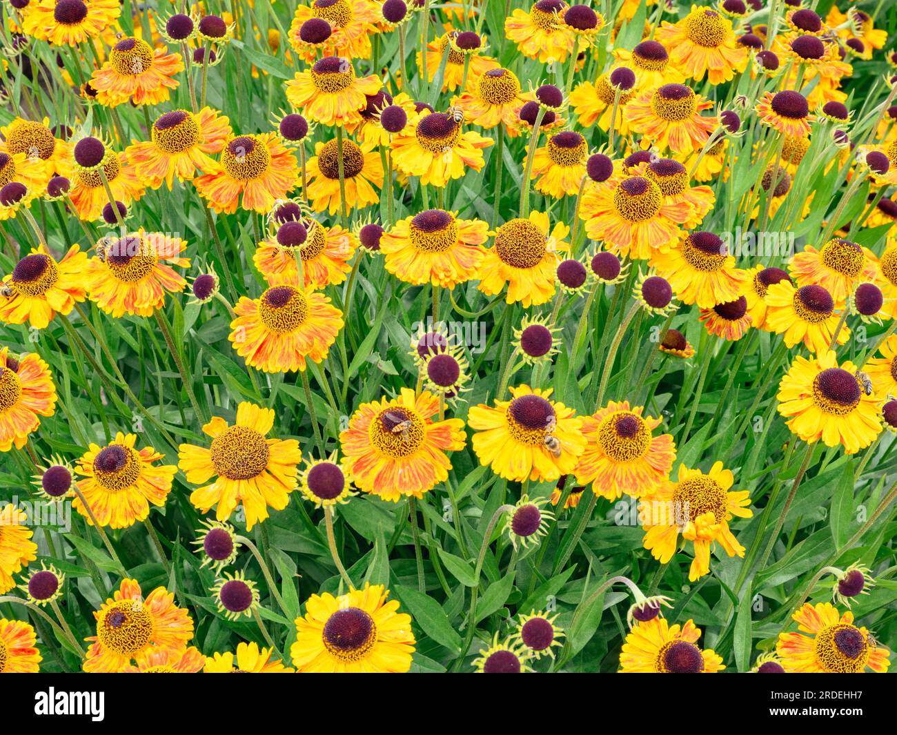 Goldfuchs hi-res stock photography and images - Alamy