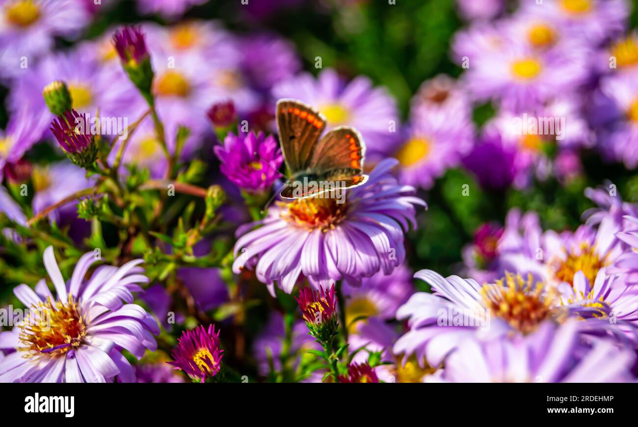 Photography to theme beautiful black butterfly Monarch on meadow flower ...