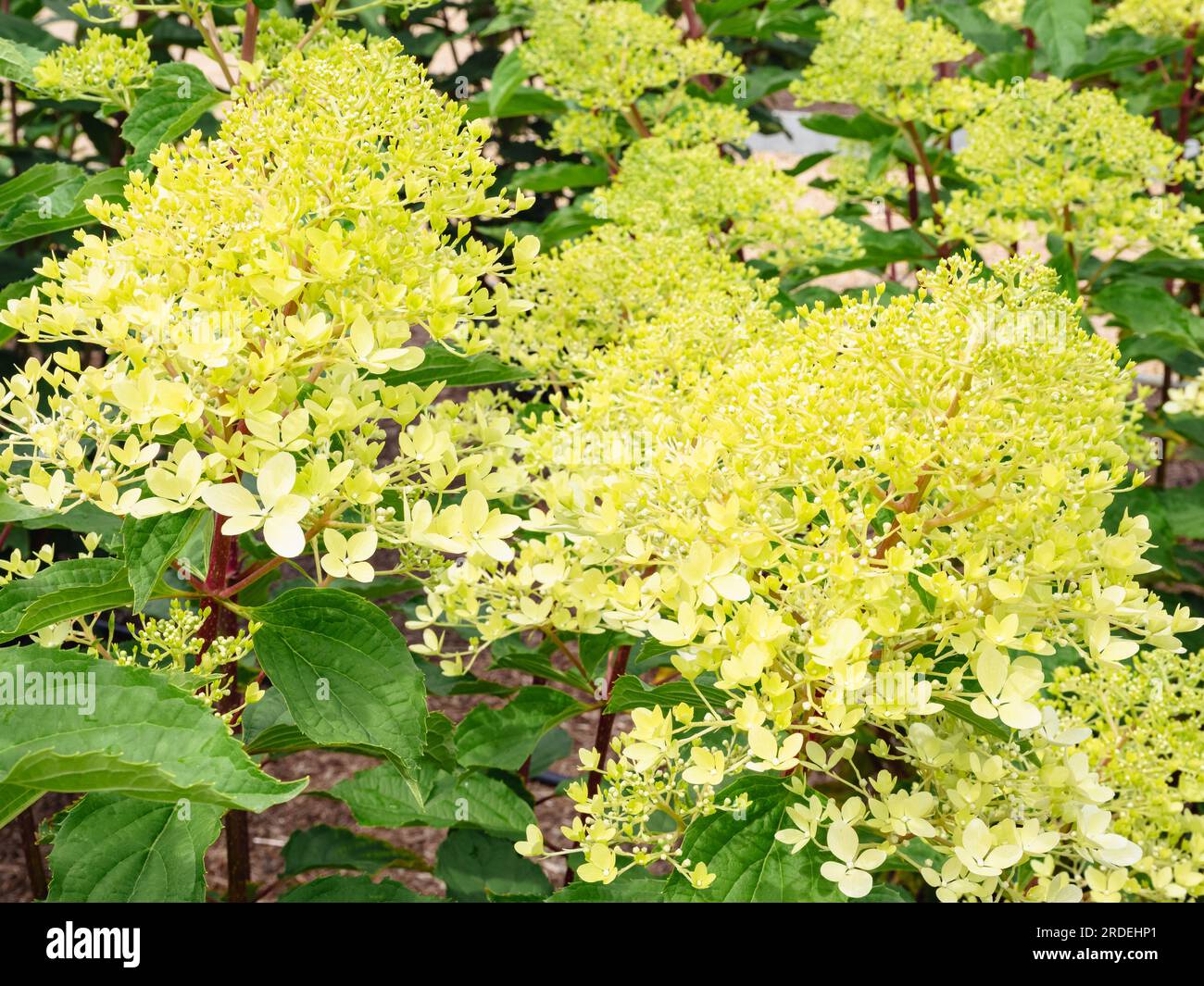 Hydrangea phantom hi-res stock photography and images - Alamy