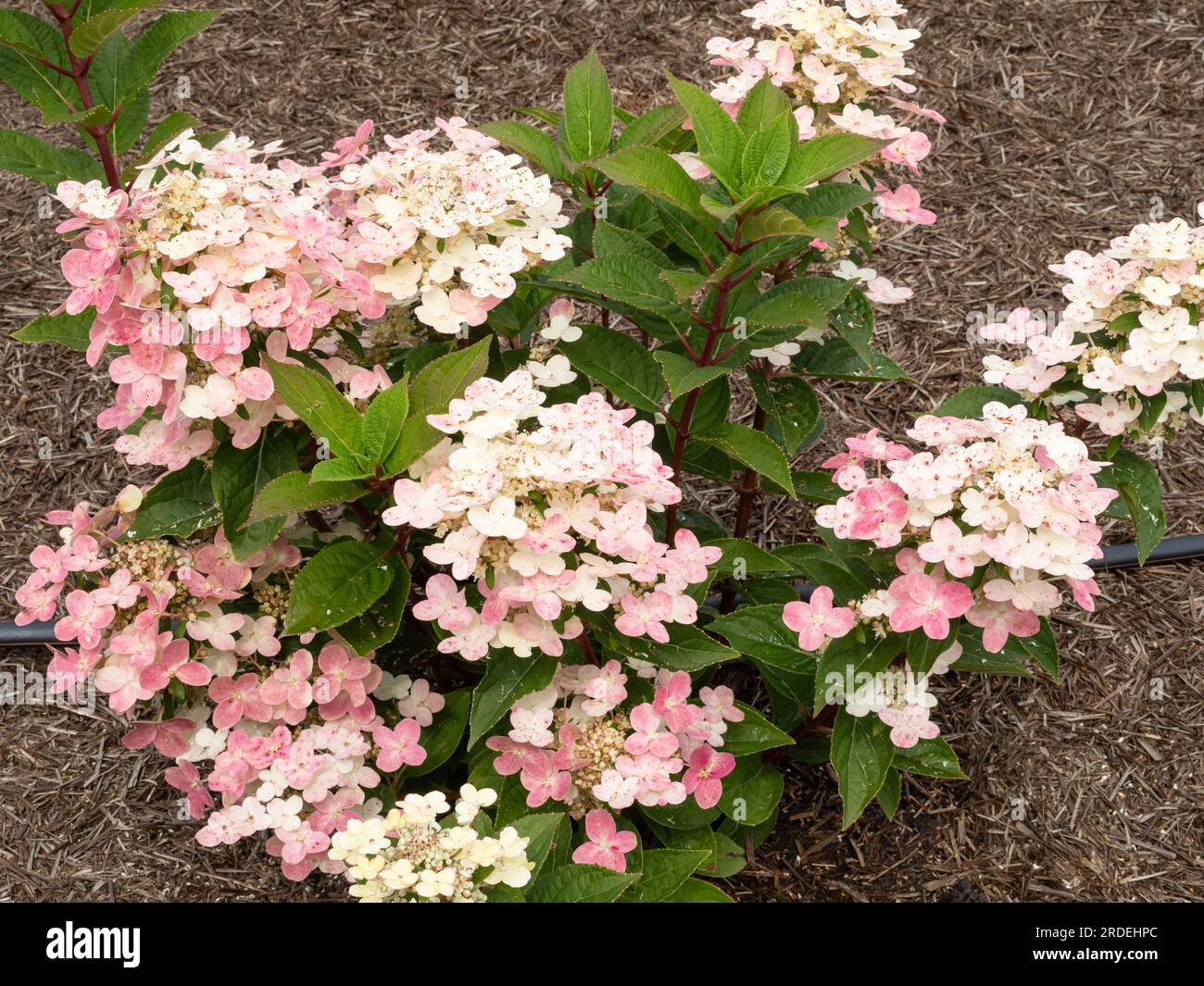 Hydrangea paniculata 'Polestar Stock Photo - Alamy