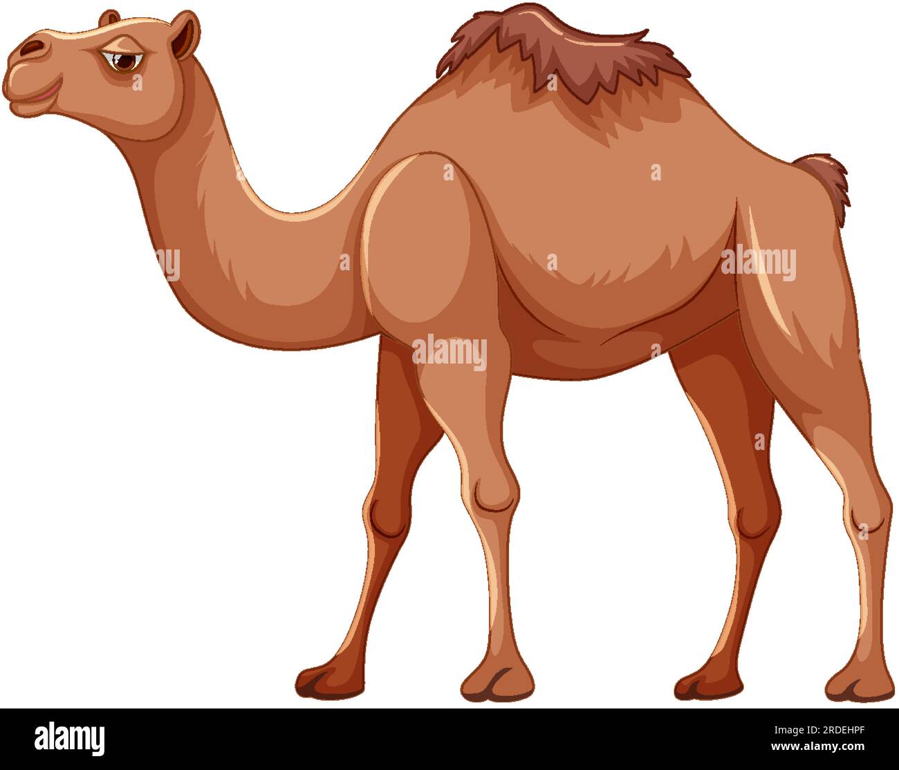A vector cartoon illustration of a camel walking, isolated on a white ...