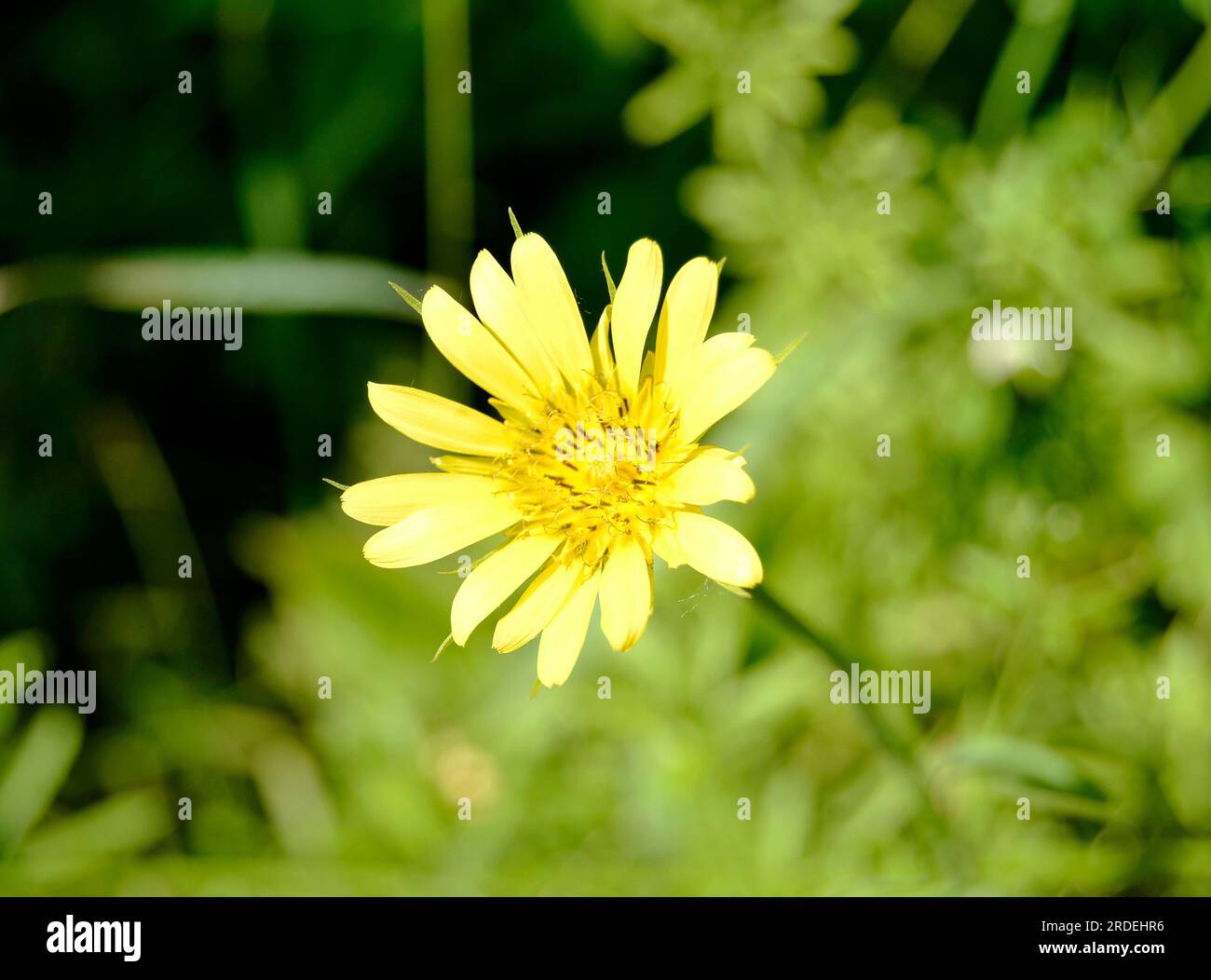 Beautiful fluffy blooming flower chamomile on colored background close ...
