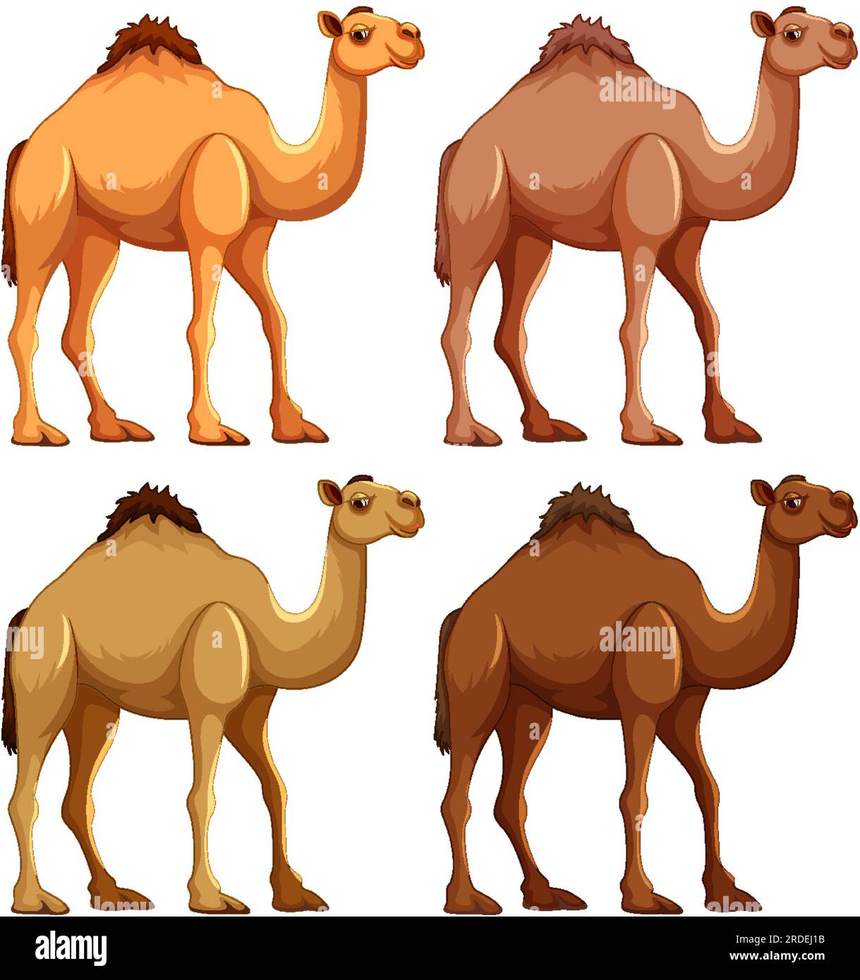 Four camels walking in a line, isolated on a white background Stock ...