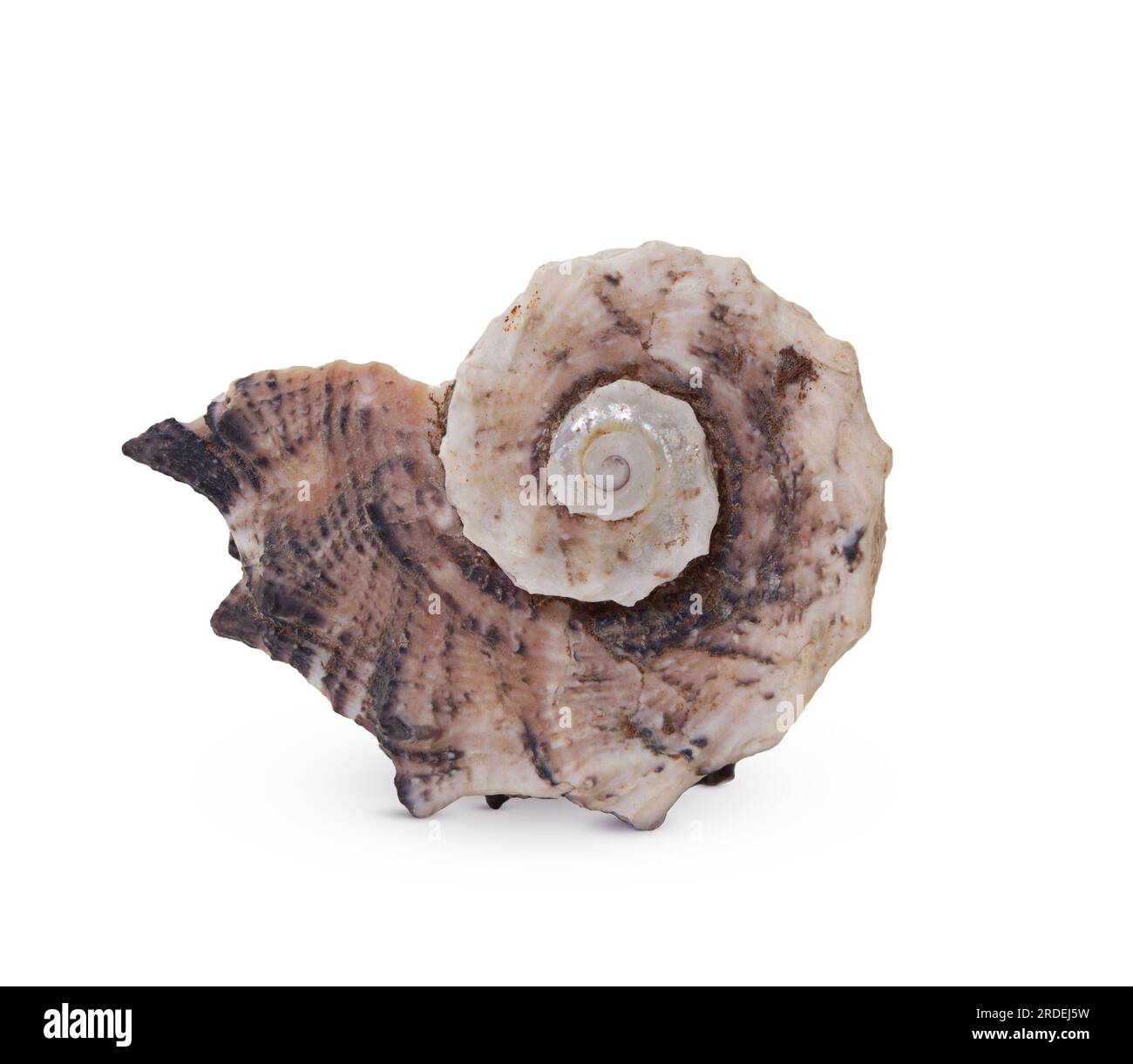 Marine swirl sea shell on white isolated background. Vacation, travel ...