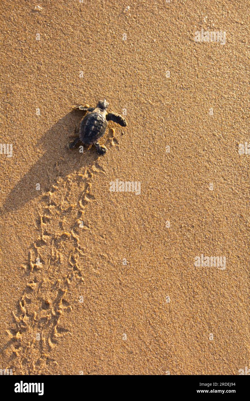 Mon repos turtle hi-res stock photography and images - Alamy